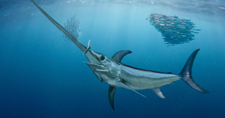 Top 10 Saltwater Game Fish — Sportfishing Guide - Galati Yachts