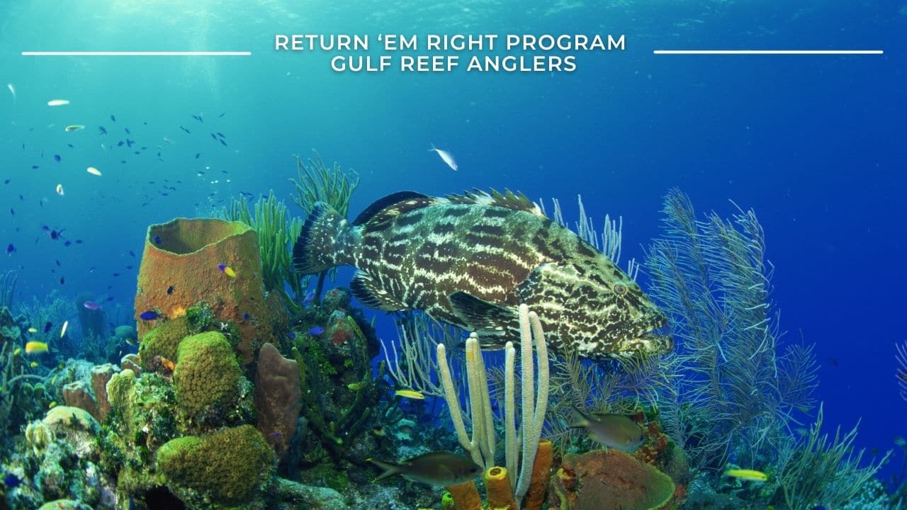 Return ‘Em Right Program for Gulf Reef Anglers - Galati Yachts