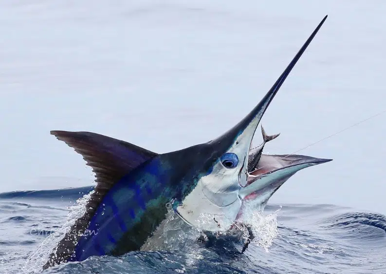 Exclusive Interview: Laura & Chris Jessen - Fish Tank Sportfishing ...