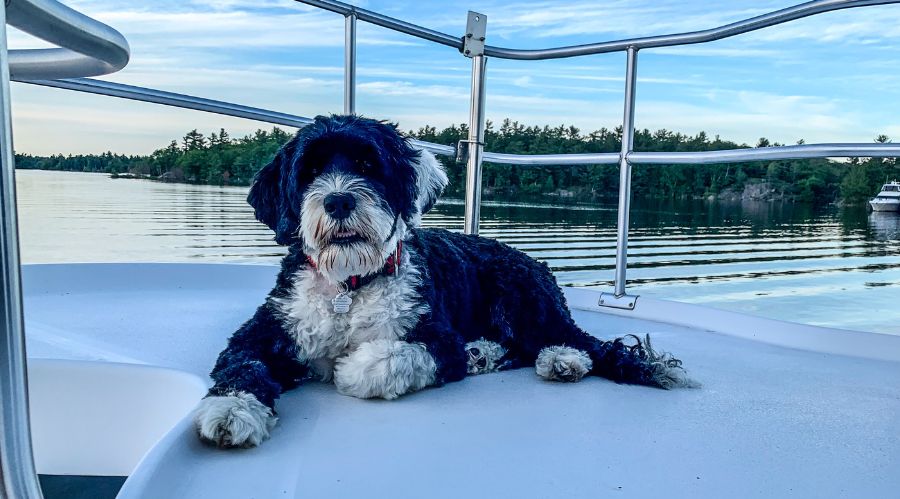 Top Tips for Boating with Pets: Safety & Fun on the Water - Galati Yachts