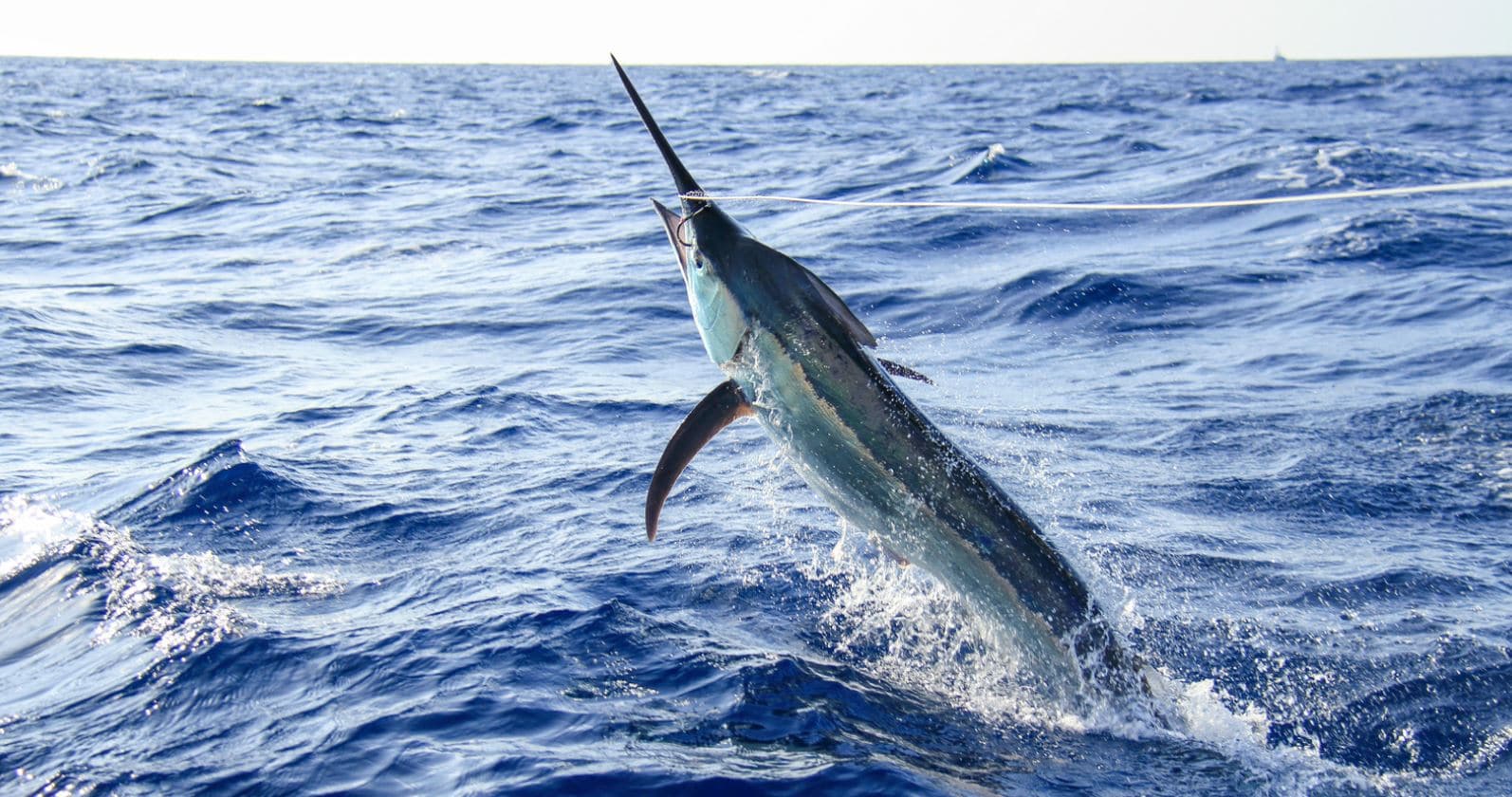 Top 10 Saltwater Game Fish — Sportfishing Guide - Galati Yachts