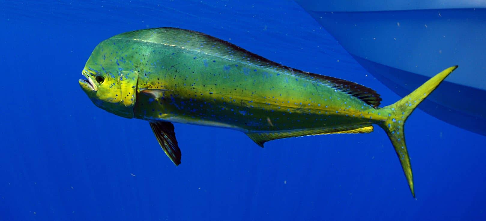 Top 10 Saltwater Game Fish — Sportfishing Guide - Galati Yachts