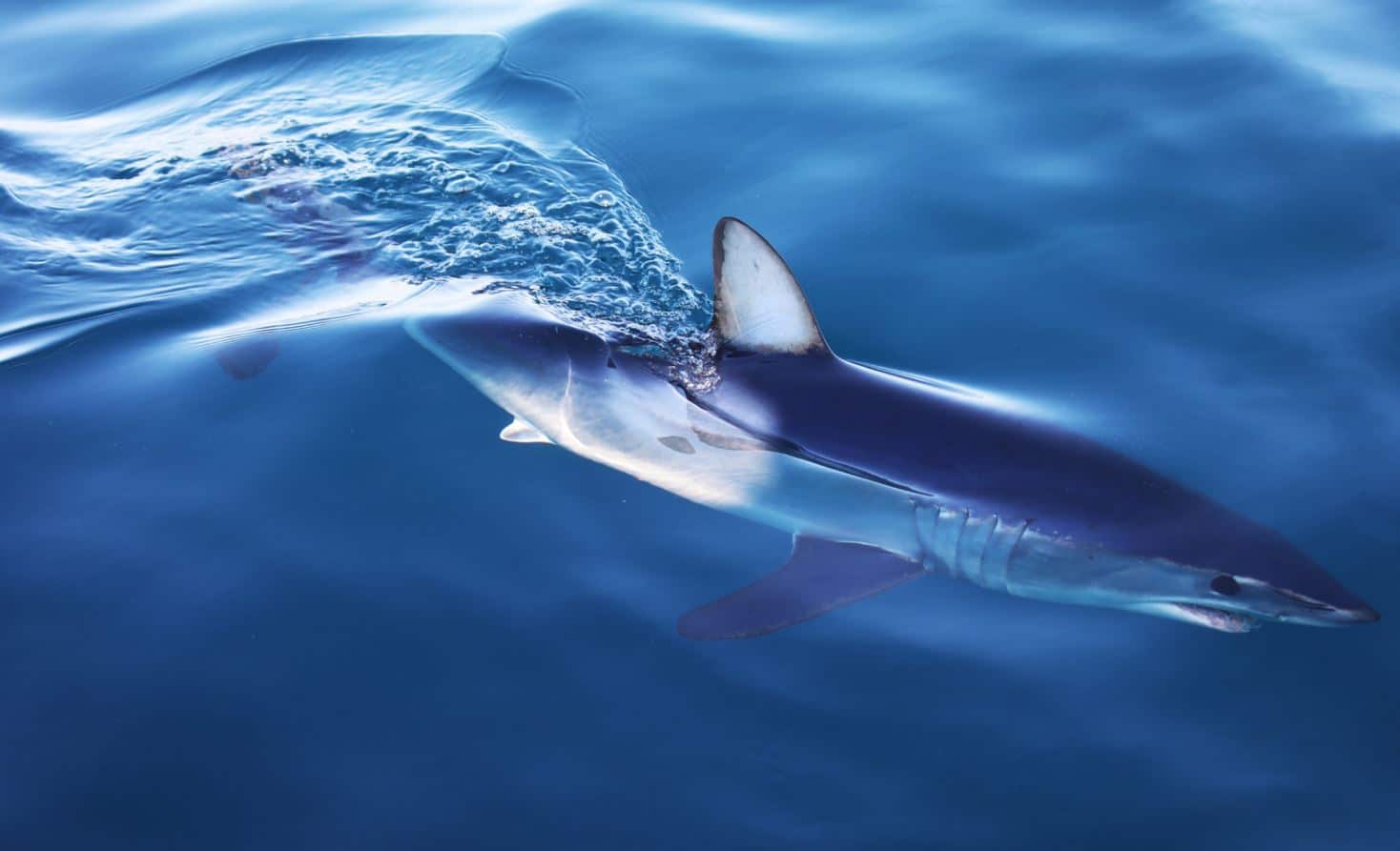 Top 10 Saltwater Game Fish — Sportfishing Guide - Galati Yachts