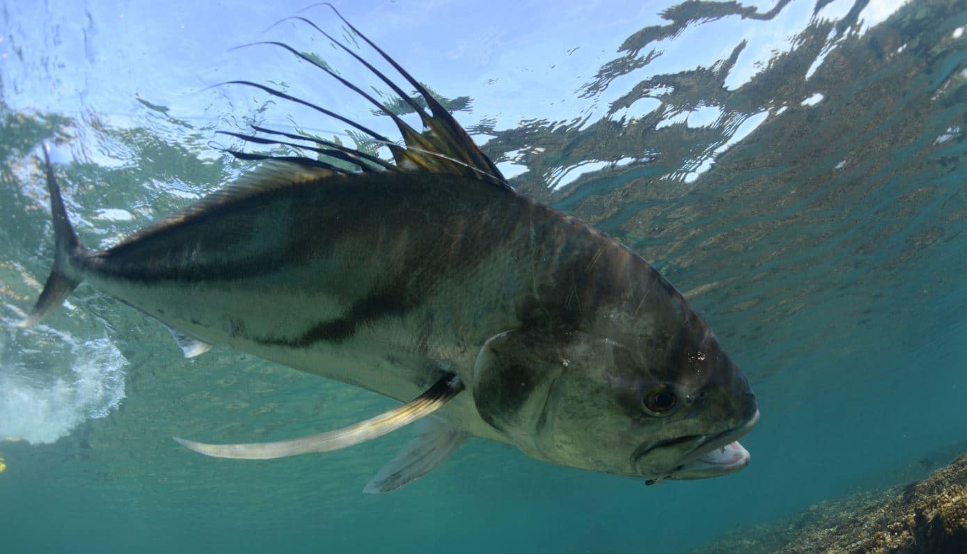 Top 10 Saltwater Game Fish — Sportfishing Guide - Galati Yachts