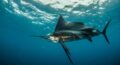 Top 10 Saltwater Game Fish — Sportfishing Guide - Galati Yachts