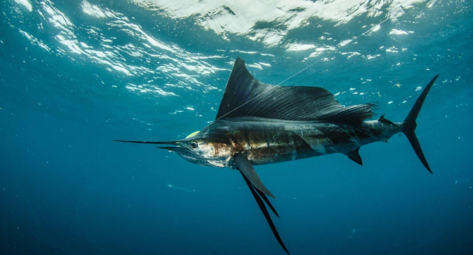 Top 10 Saltwater Game Fish — Sportfishing Guide - Galati Yachts